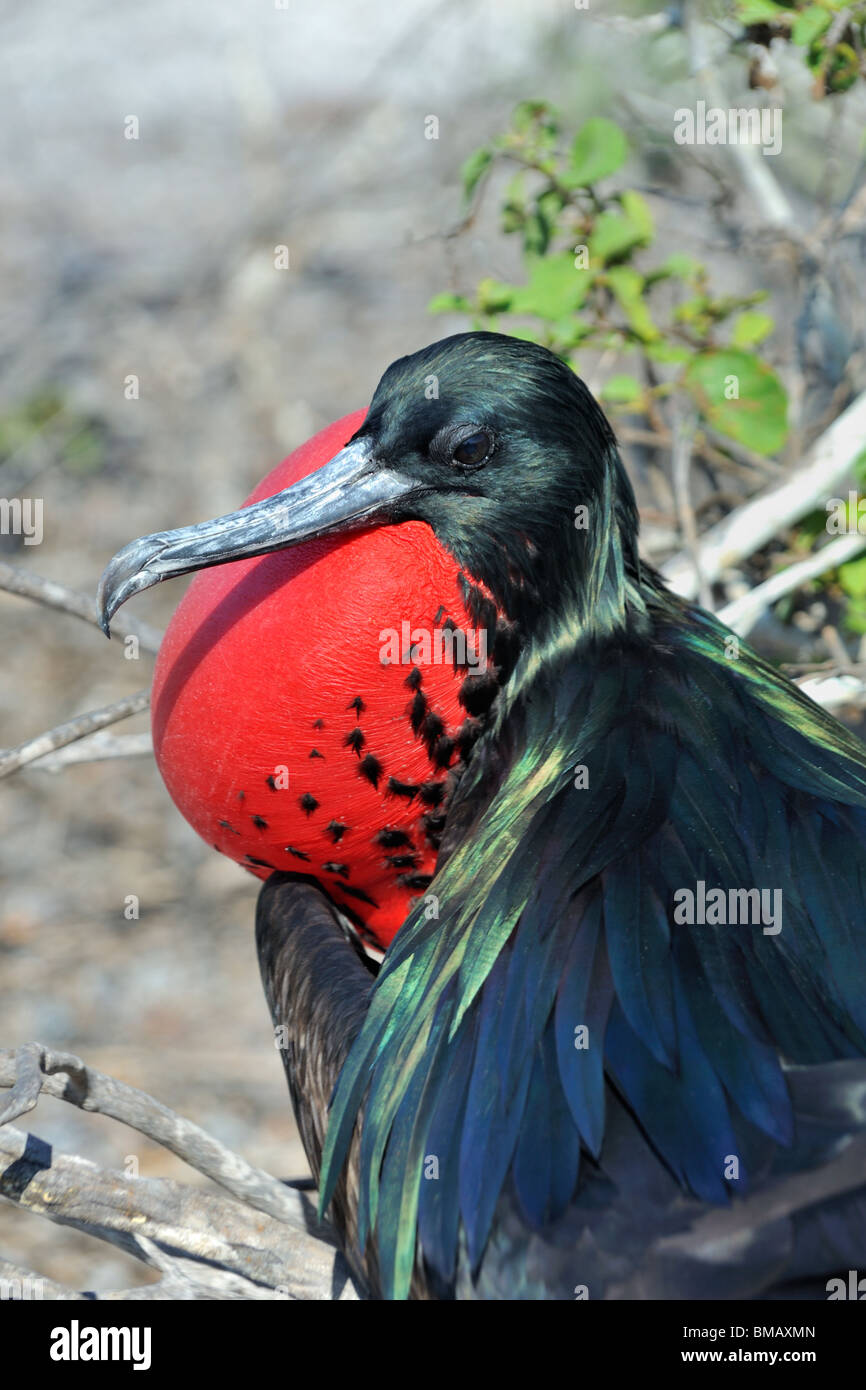 Male Great Frigate Bird with inflated red throat pouch, Galapagos Stock ...