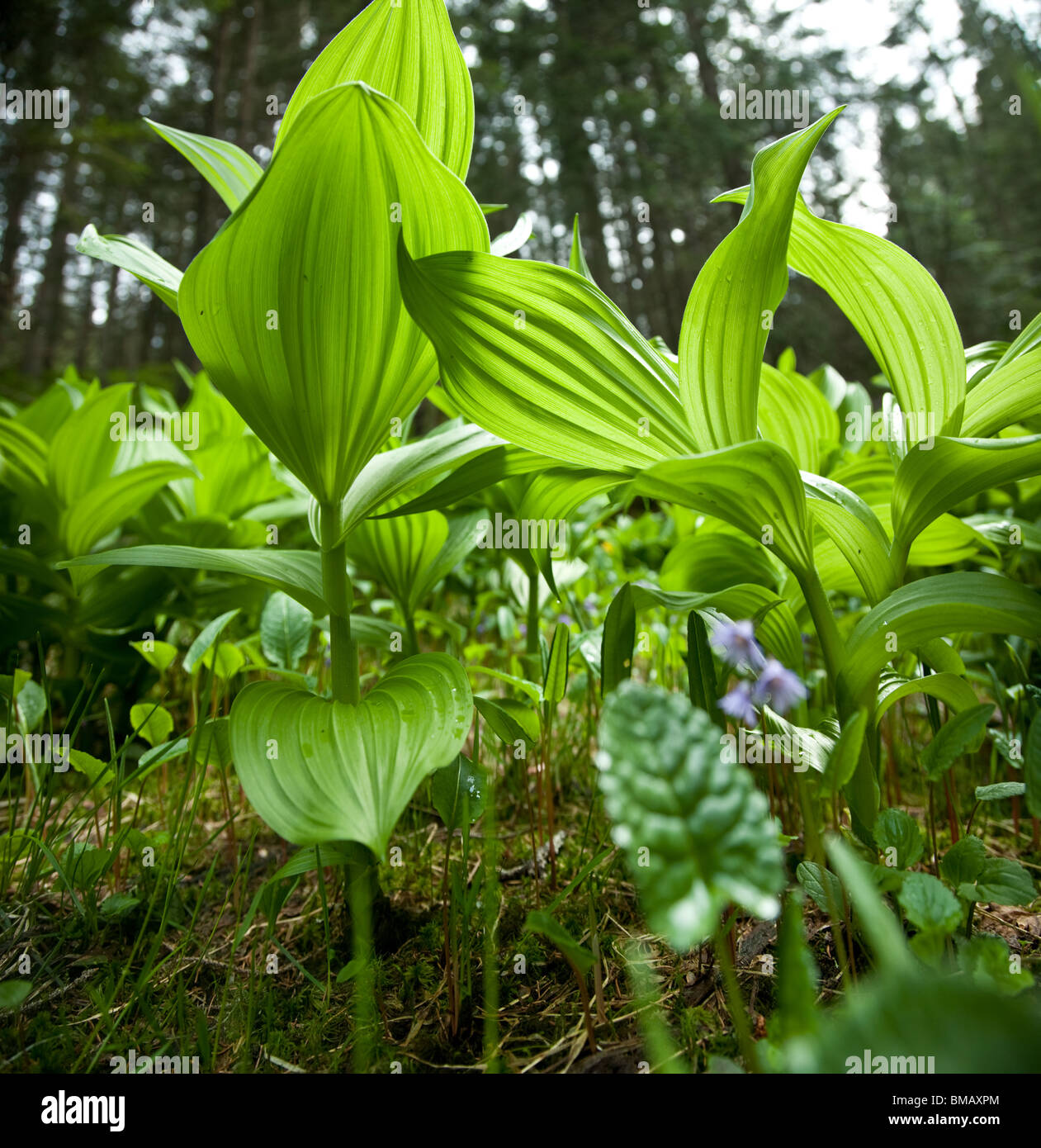 Wild lily hi-res stock photography and images - Alamy