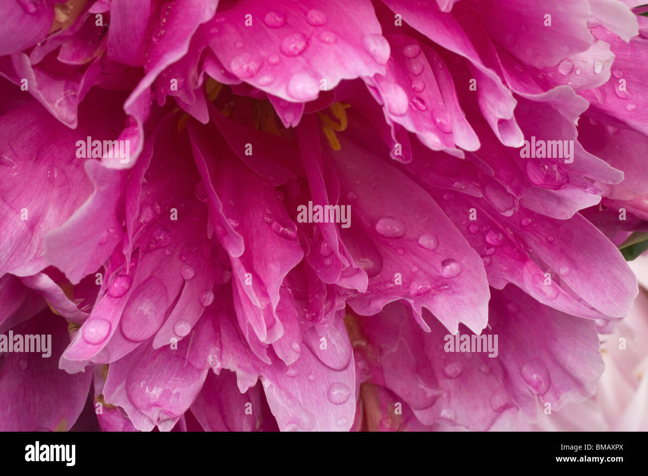 Close-Up Of Pink Flower Stock Photo - Alamy