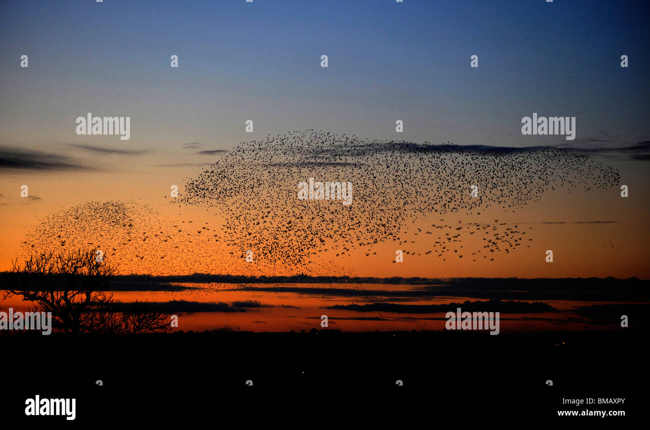 A murmuration of starlings is an amazing sight a hi-res stock ...
