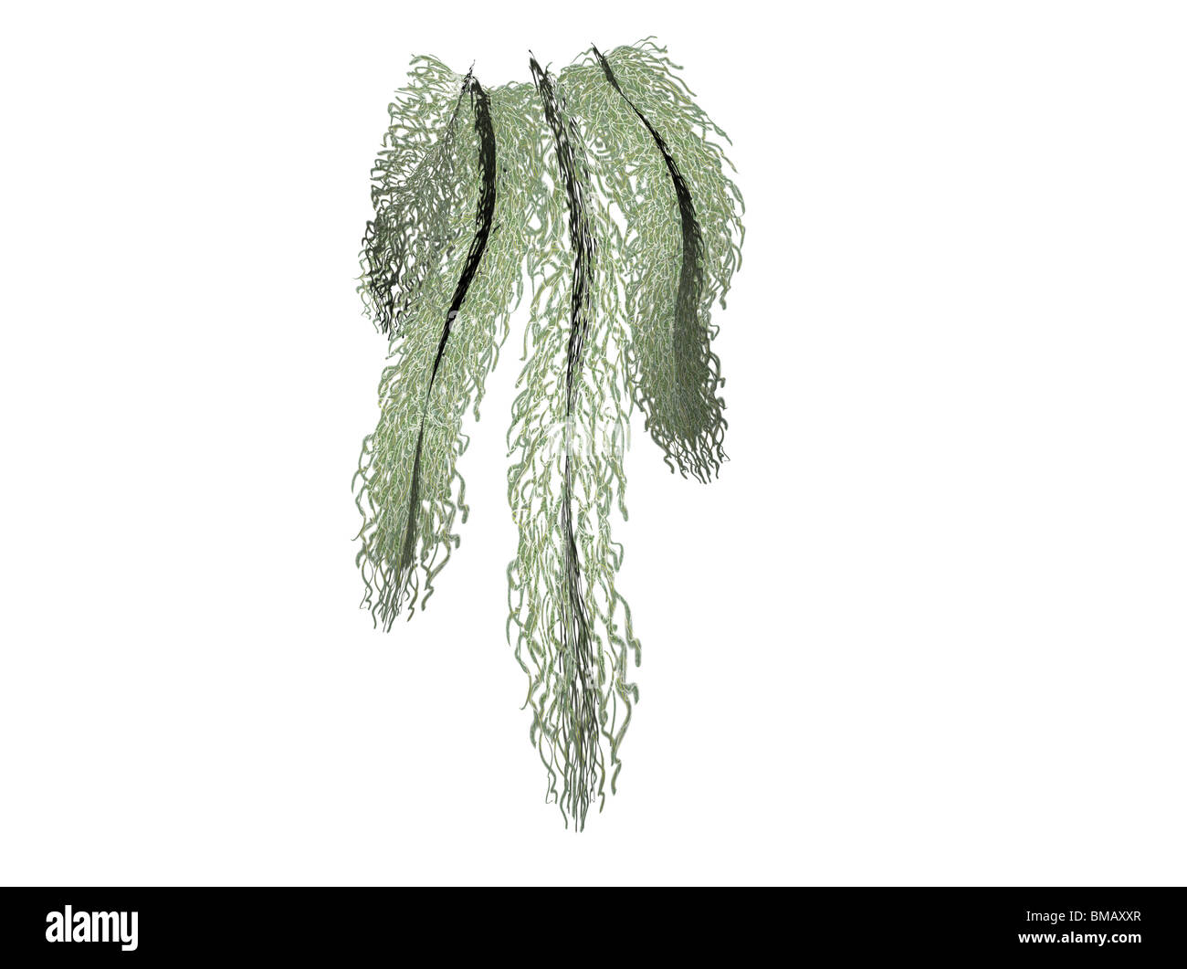 Illustration of moss, isolated against white background Stock Photo - Alamy