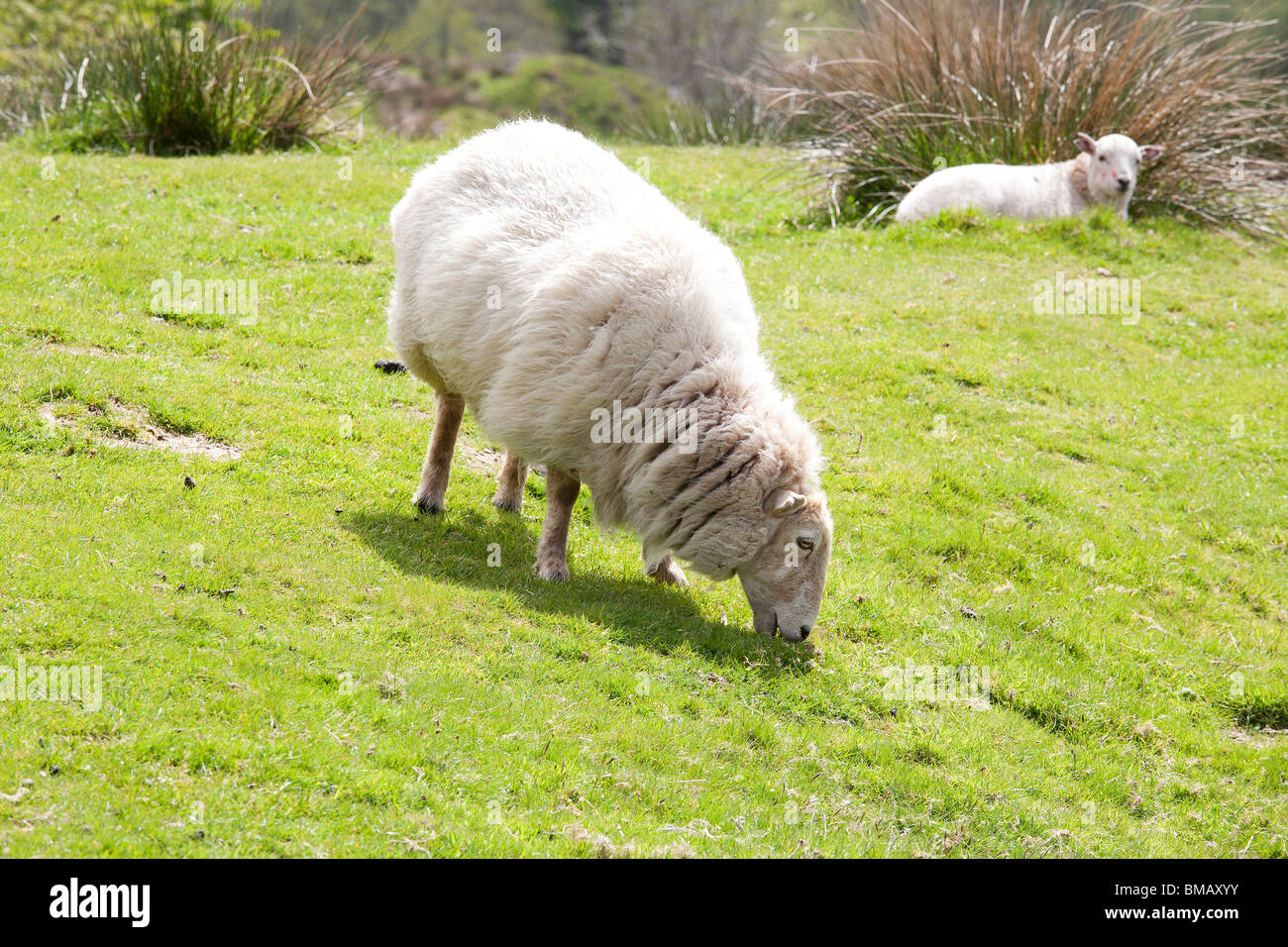 Large sheep hi-res stock photography and images - Alamy