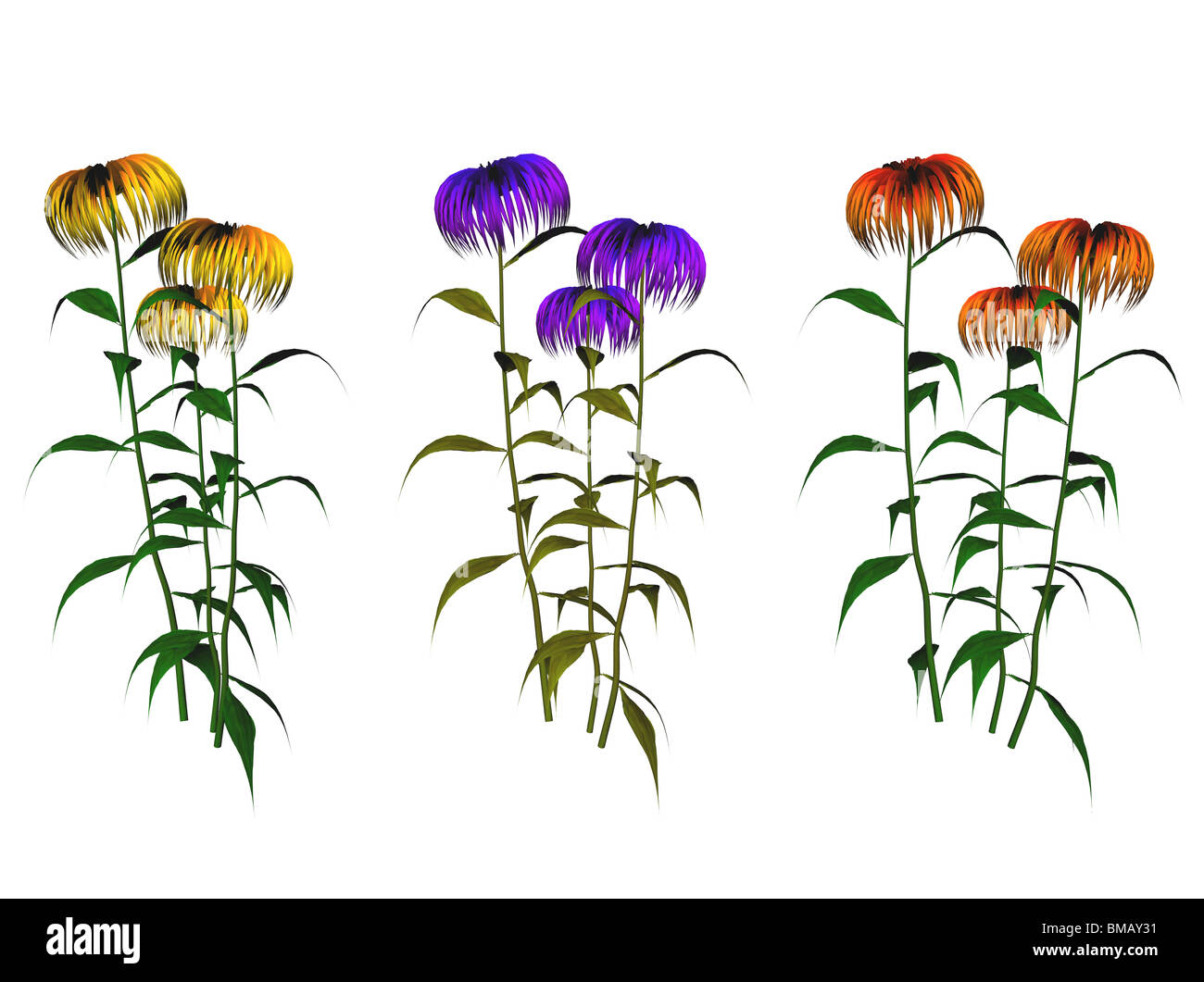 Three blooming plants Stock Photo - Alamy