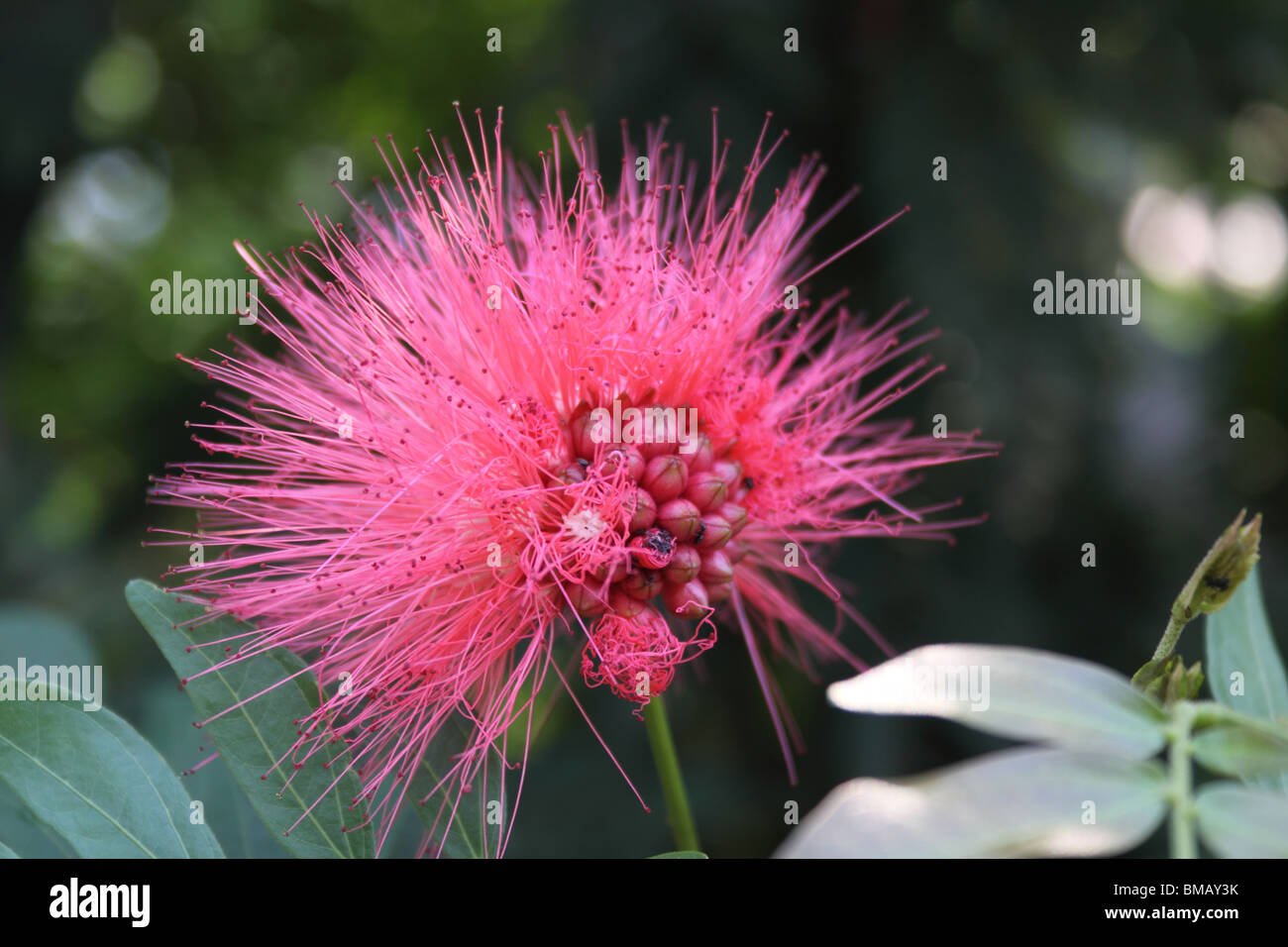 Powder puff flower hi-res stock photography and images - Alamy