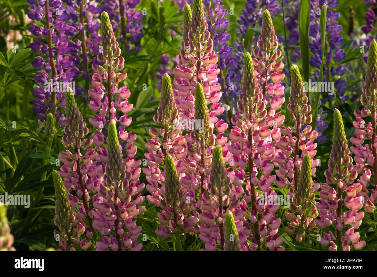 Lupine Flowers In A Garden Stock Photo - Alamy