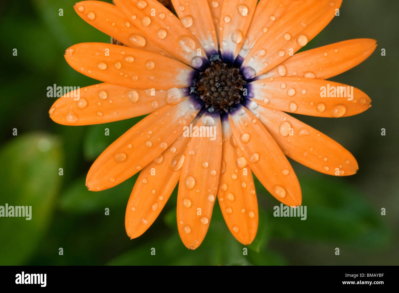 orange flower with water drops, beauty of nature Stock Photo - Alamy