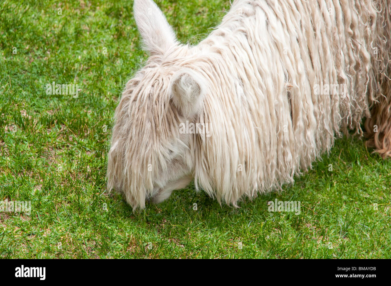 South american llama hi-res stock photography and images - Alamy