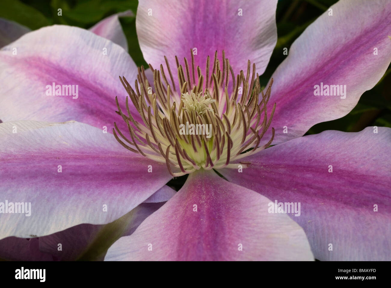 Close-Up Of Pink Flower Stock Photo - Alamy