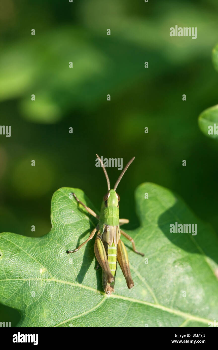 Grass hopper macro hi-res stock photography and images - Alamy