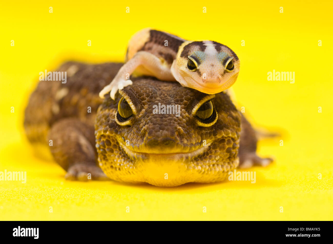 Baby African Fat-Tailed Gecko Lying On Top Of Its Parent Stock Photo ...