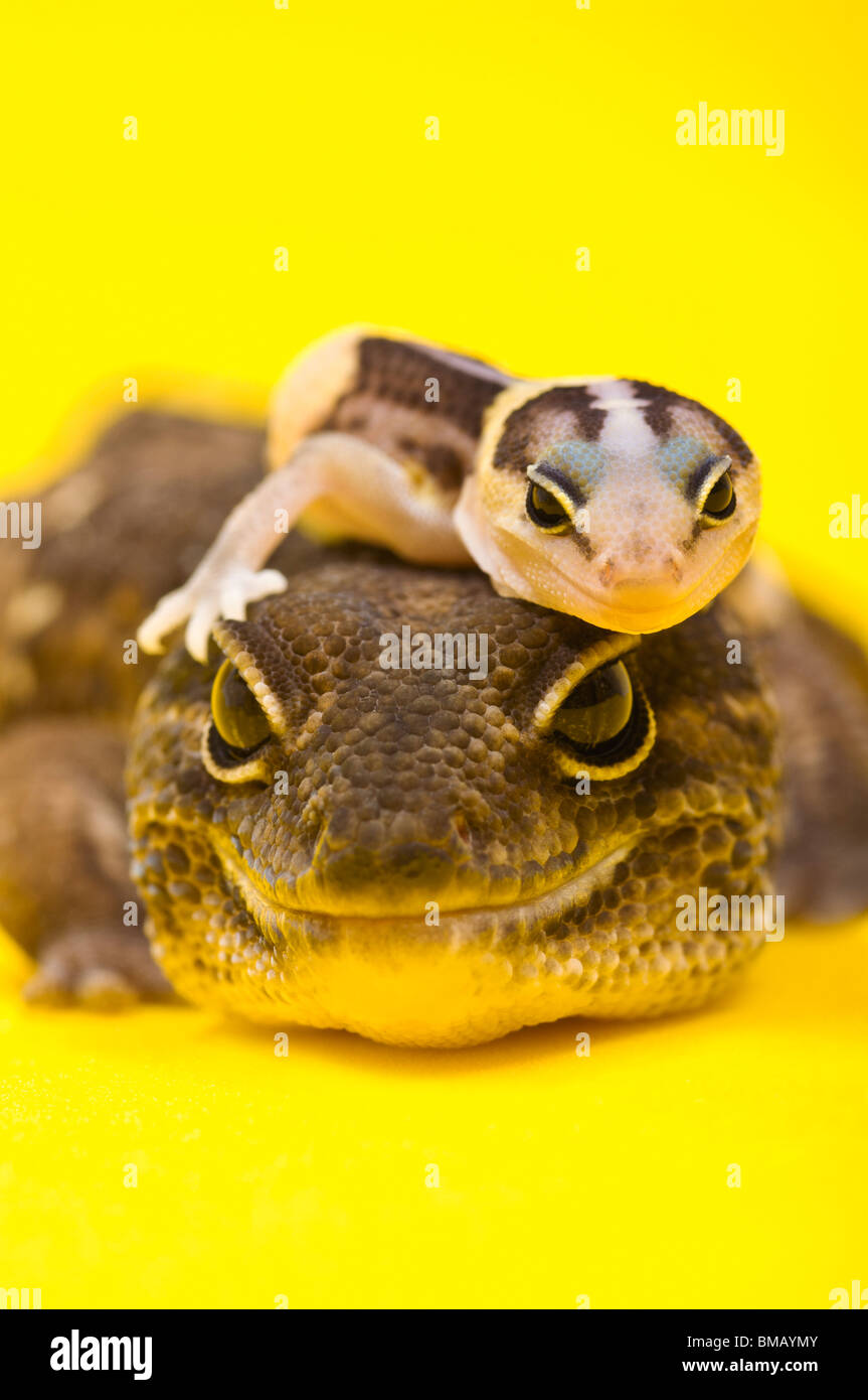 Fat tailed geckos hi-res stock photography and images - Alamy