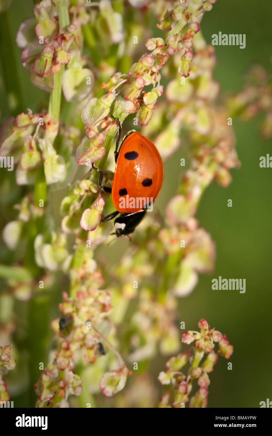 ladybug, ladybird at the flower garden, macro Stock Photo - Alamy