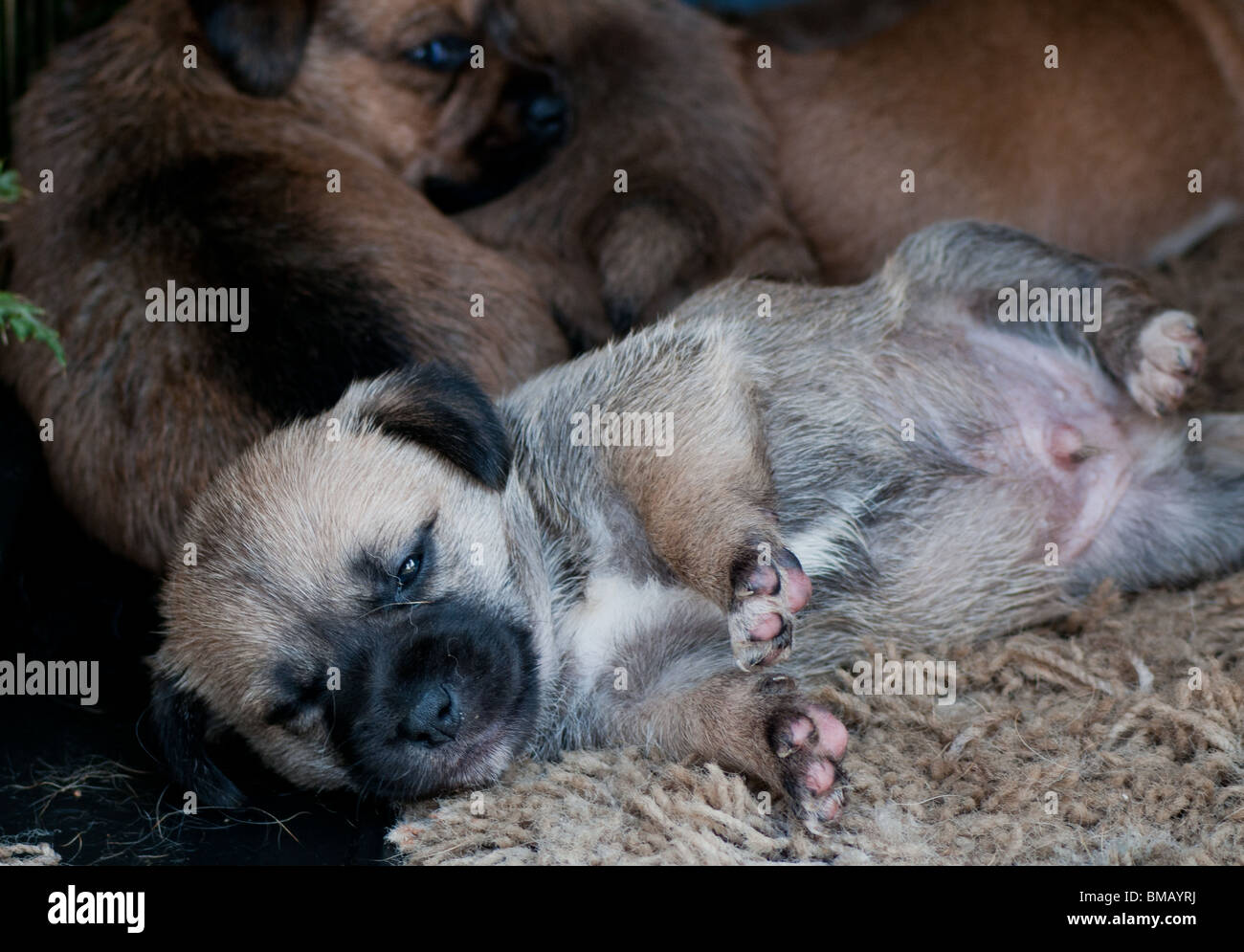 Gypsy dogs hi-res stock photography and images - Alamy