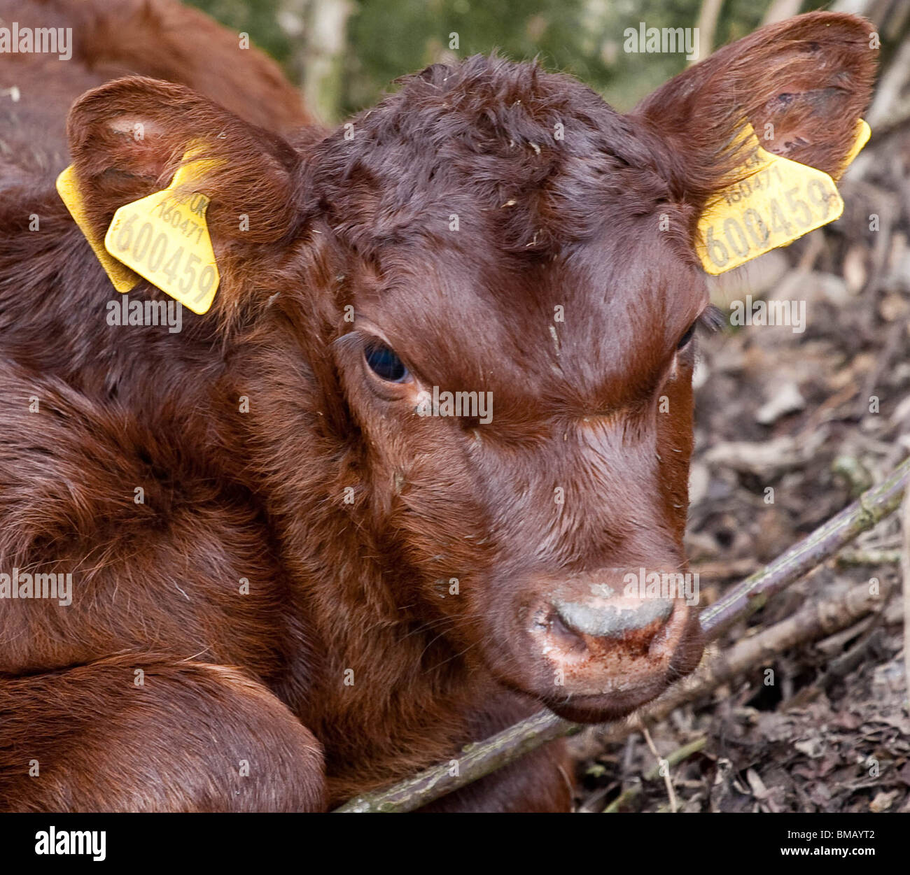 Red Poll Cattle