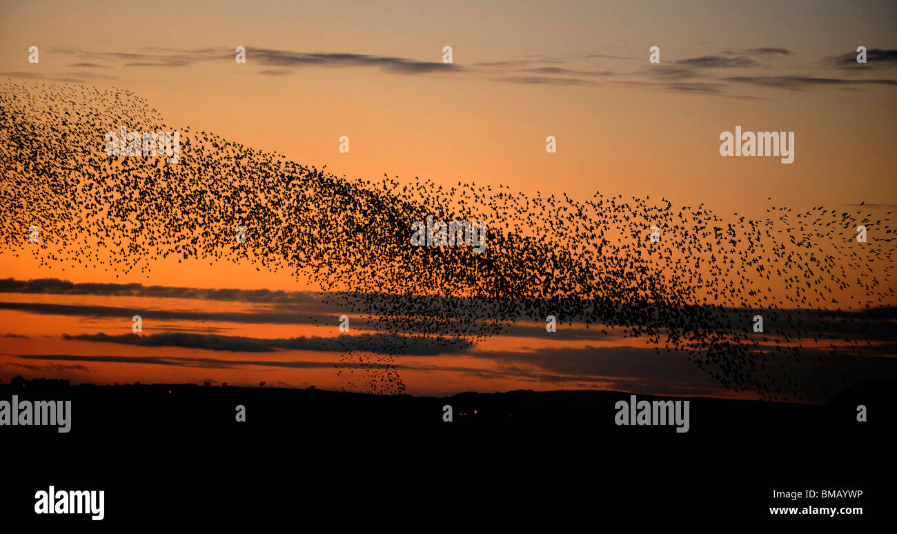 A murmuration of starlings is an amazing sight a hi-res stock ...