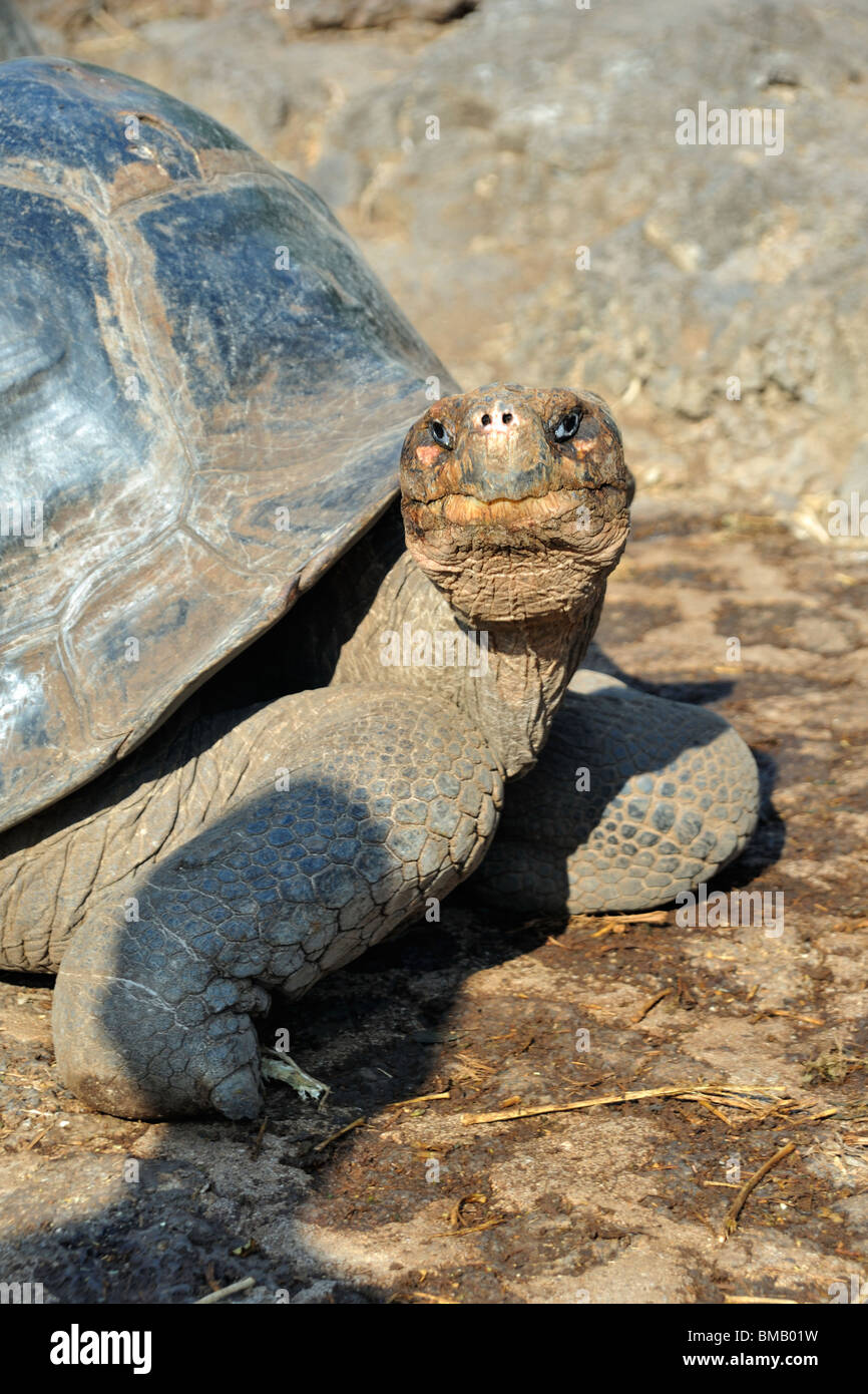 Galapagos Giant Tortoise Stock Photo - Alamy