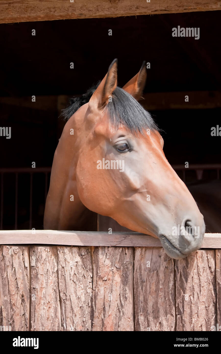 Big head horse hi-res stock photography and images - Alamy
