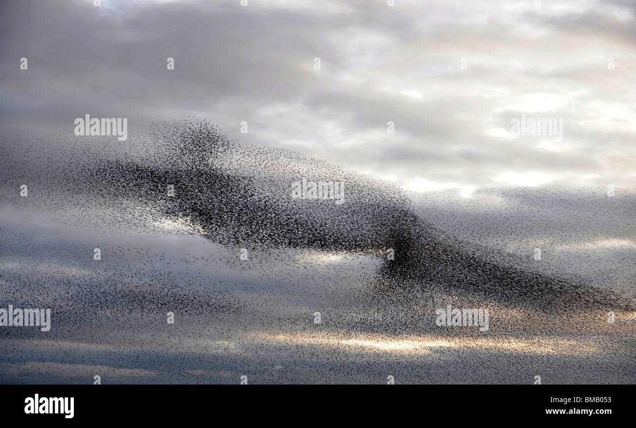 murmuration of starlings. Thousands of the birds fly in formation ...