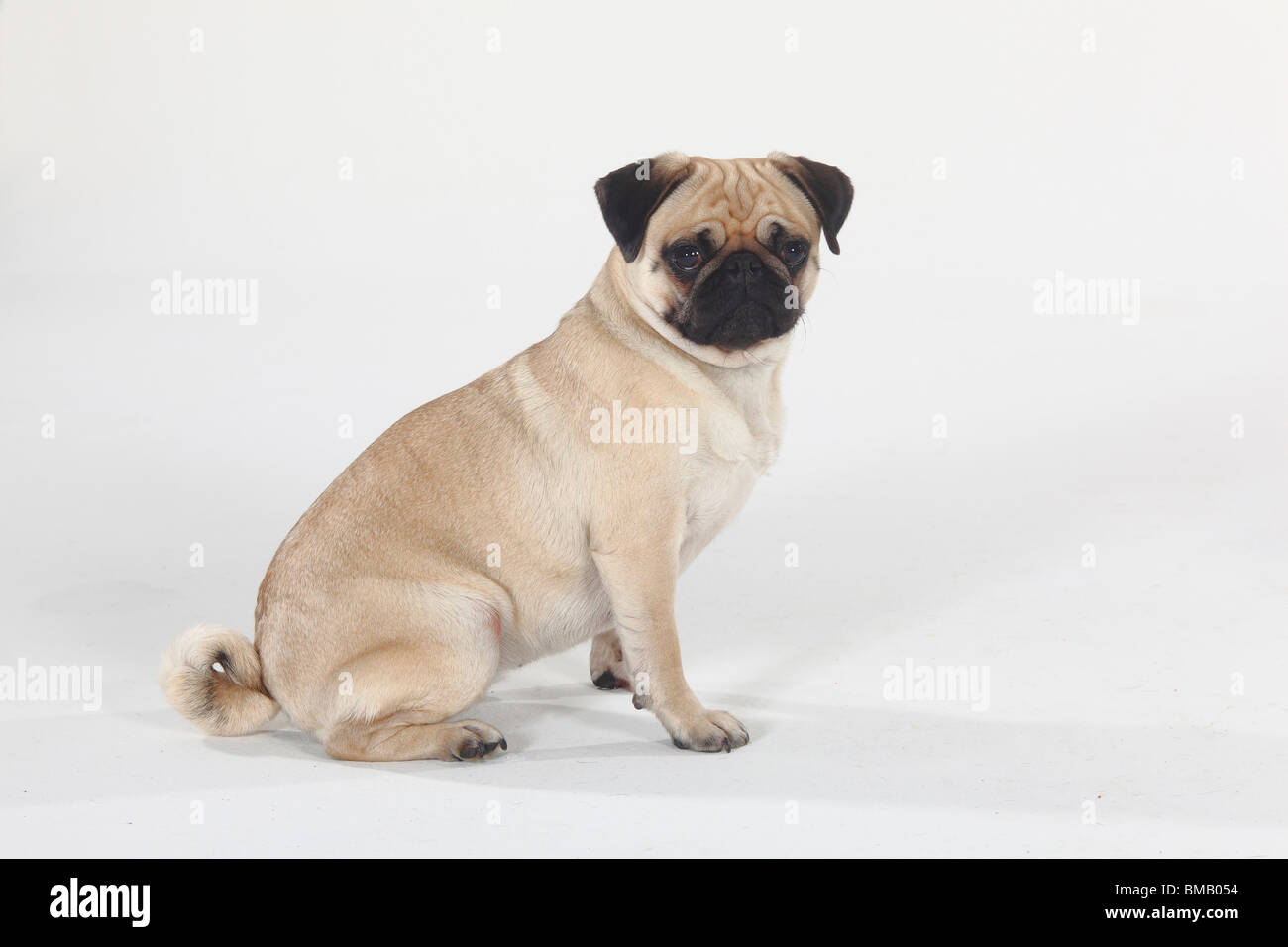 Pug / side Stock Photo - Alamy