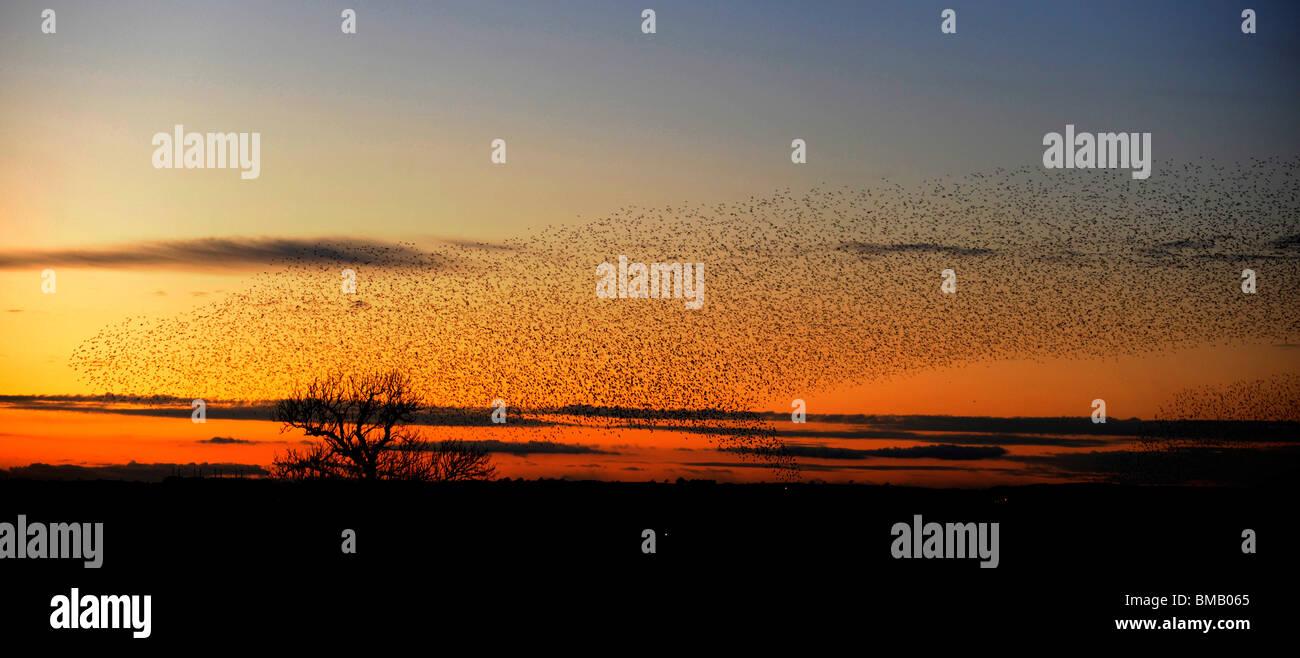 murmuration of starlings. Thousands of the birds fly in formation ...
