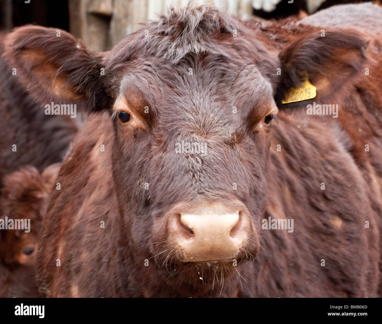 Red Poll Rarebreed Cow Portrait head shot taken in Cheshire England ...