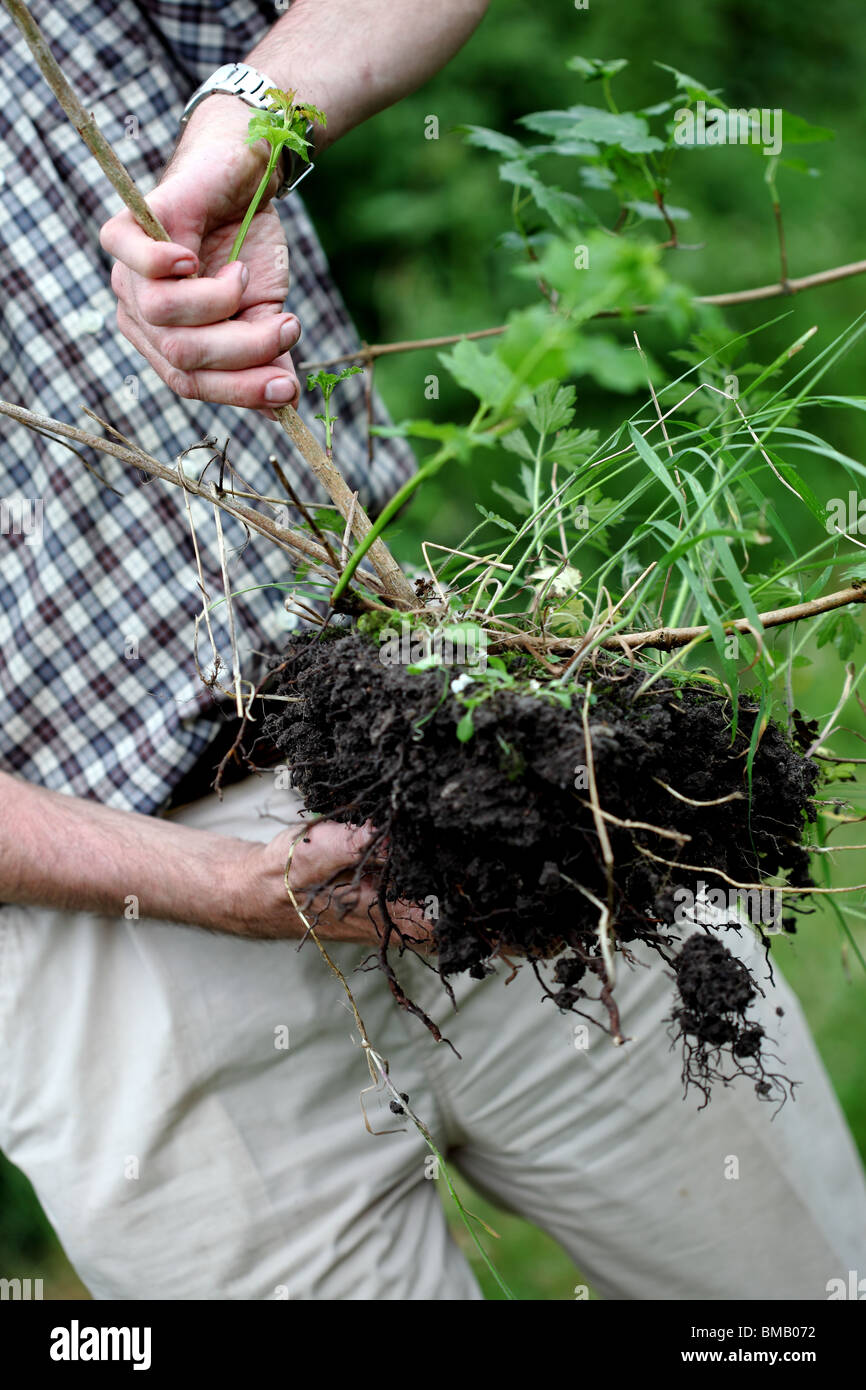 gardener planting a shrub Stock Photo - Alamy