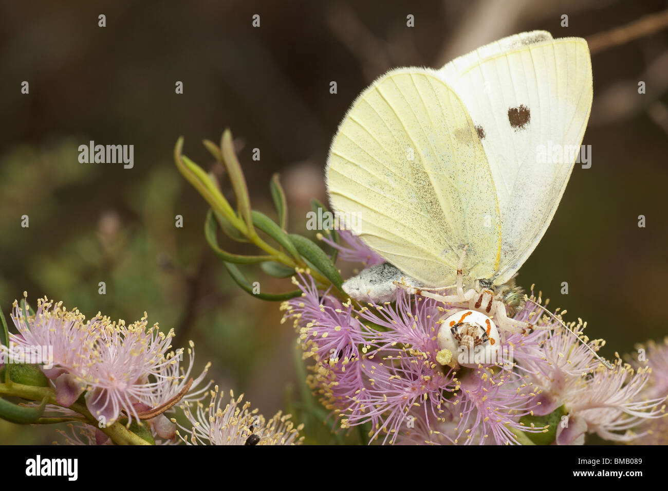 Crab spider (Thomisidae species) with captured butterfly Stock Photo ...