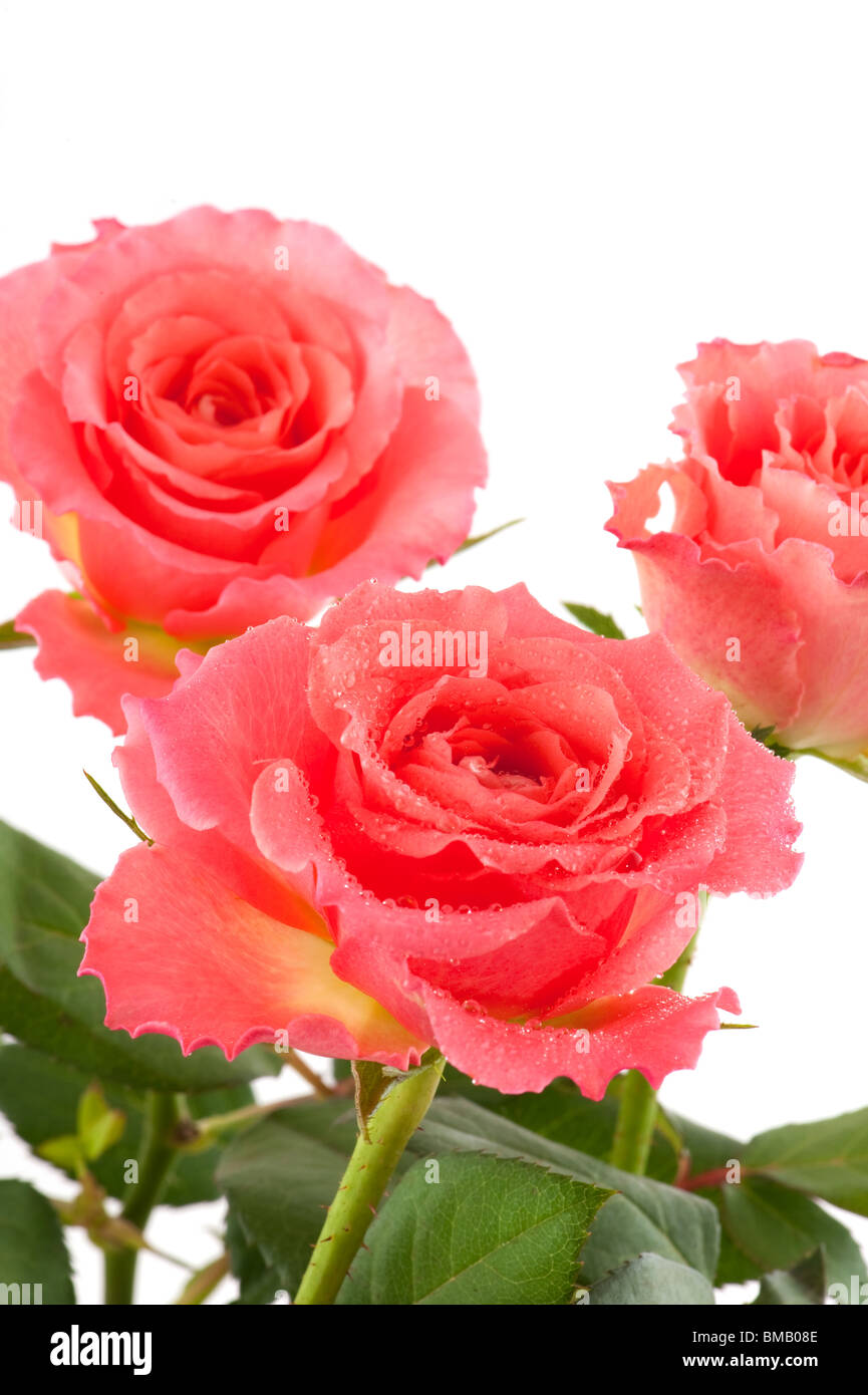 Beautiful three pink roses isolated hi-res stock photography and images ...