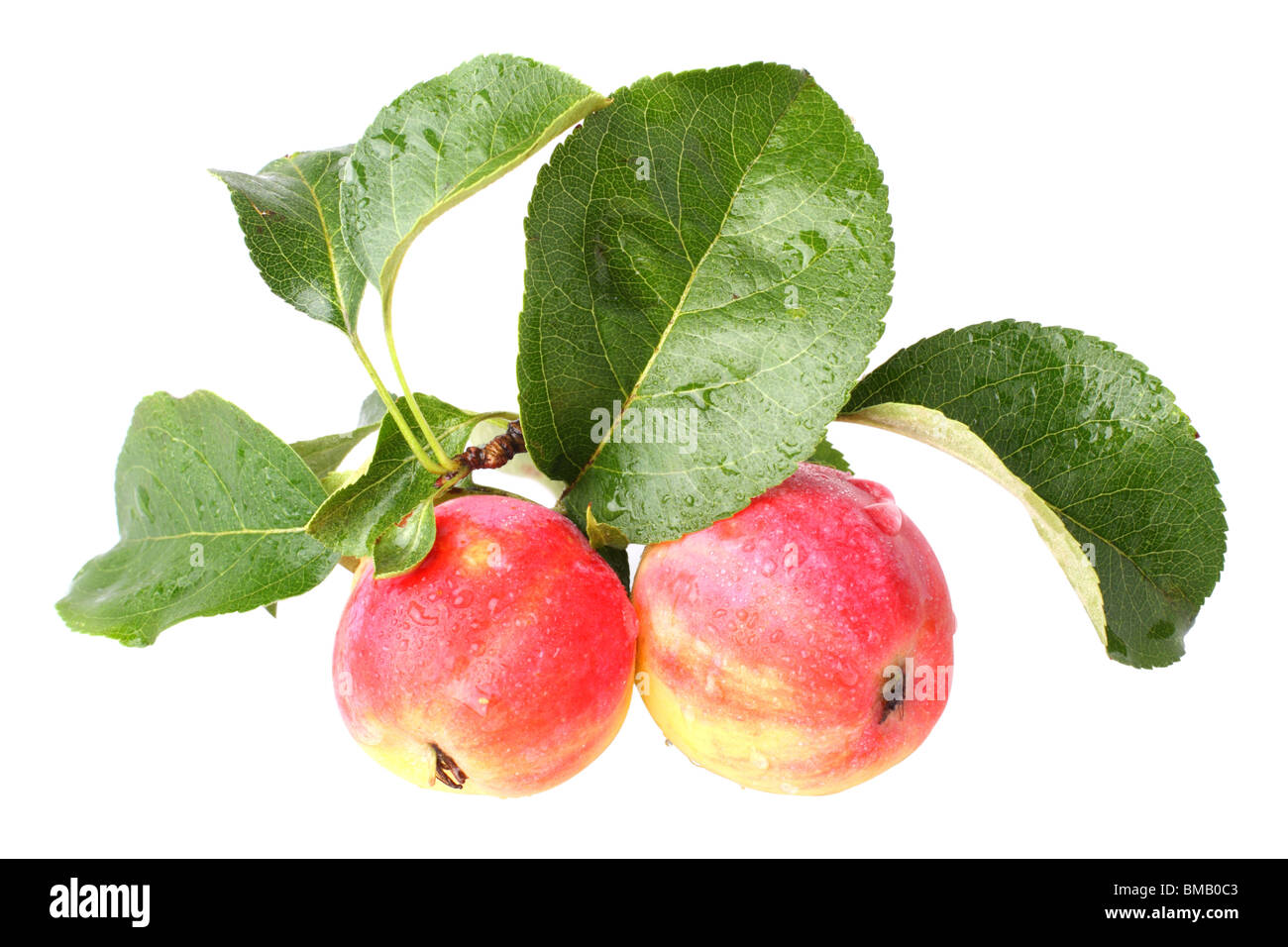 Two apples isolated on white background Stock Photo - Alamy