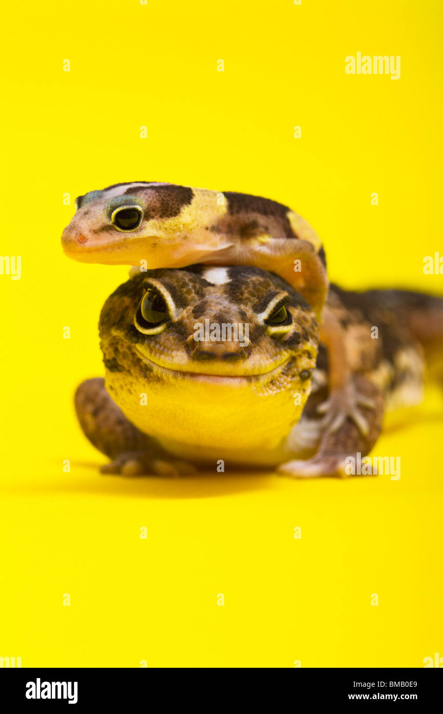 Baby African Fat-Tailed Gecko Lying On Top Of Its Parent Stock Photo ...