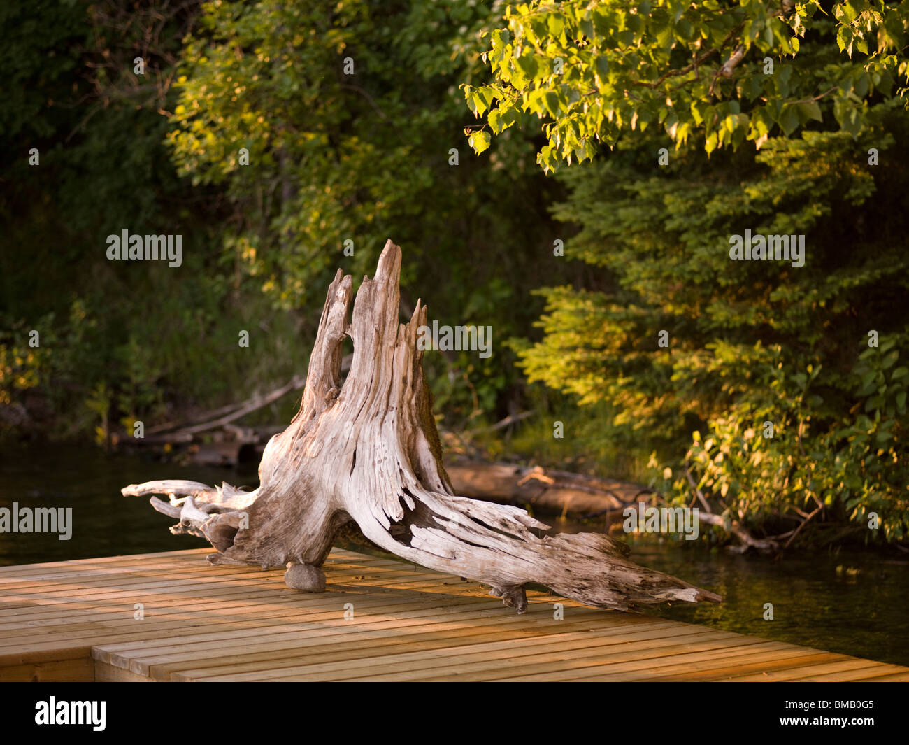 Weathered tree logs resting hi-res stock photography and images - Alamy