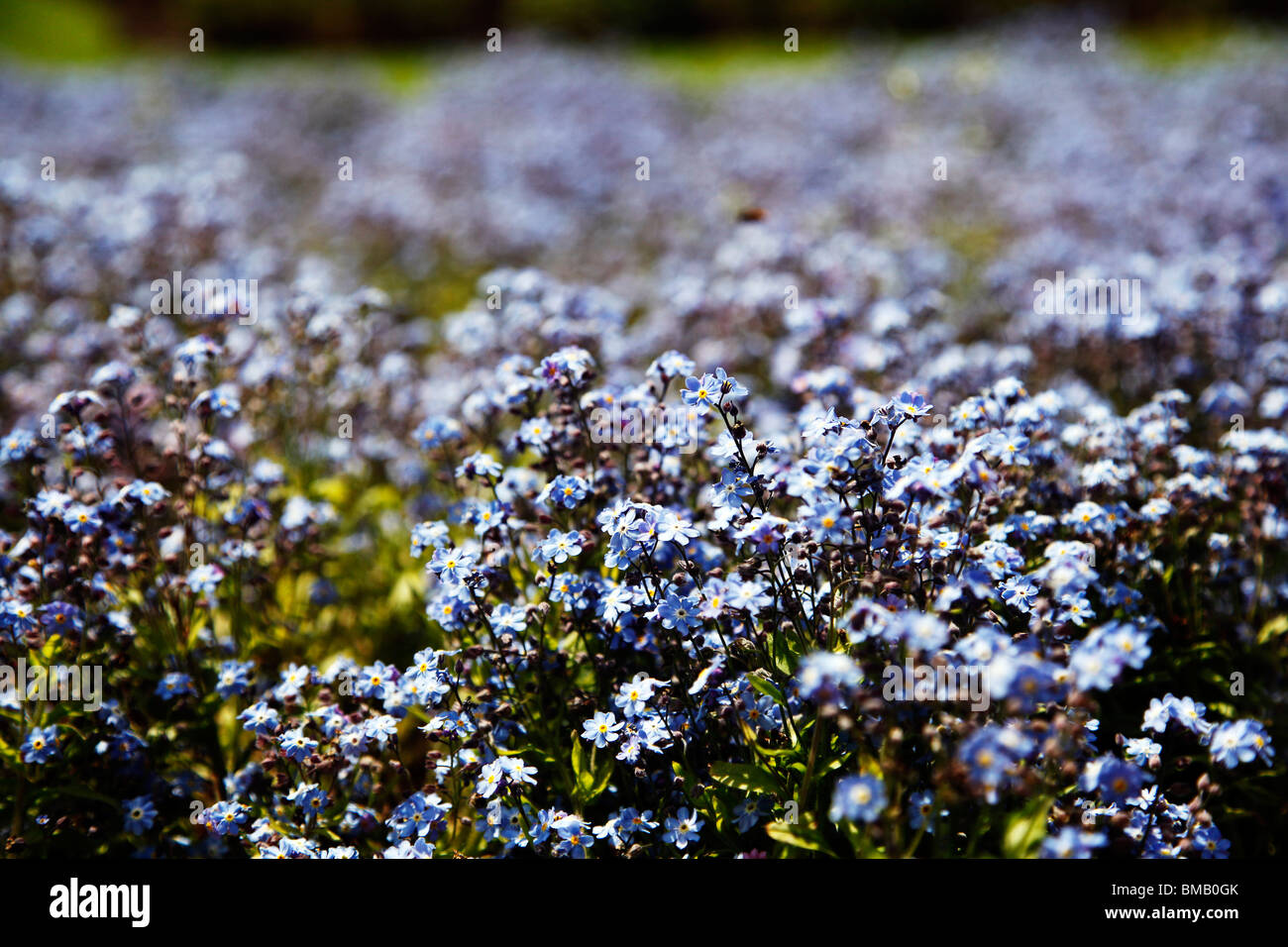 A close up of Forget-me-Not flowers Stock Photo - Alamy