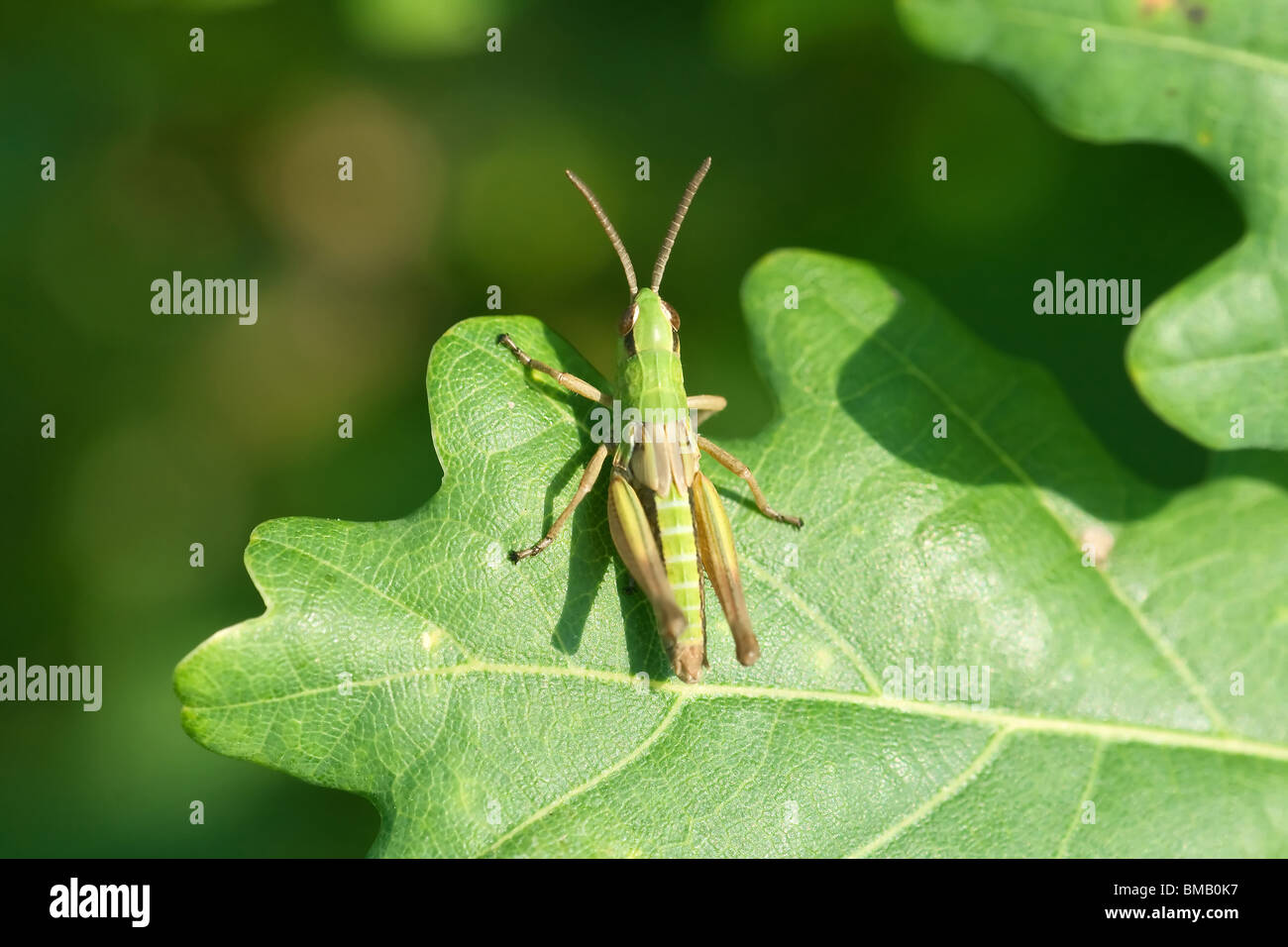 Close up locust leg foot hi-res stock photography and images - Alamy