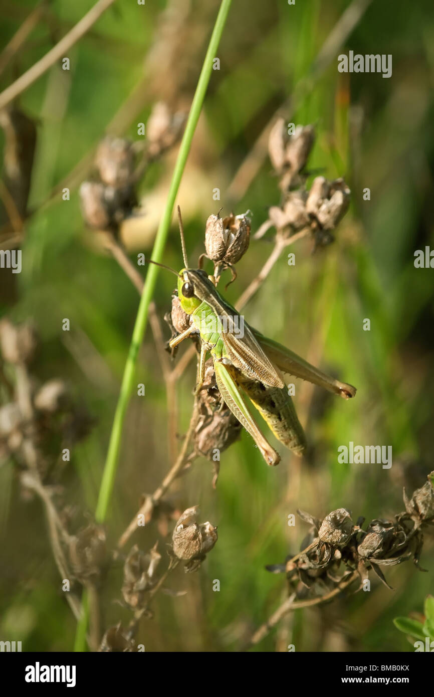 grasshopper on the grass, extreme closeup and details, macro Stock ...