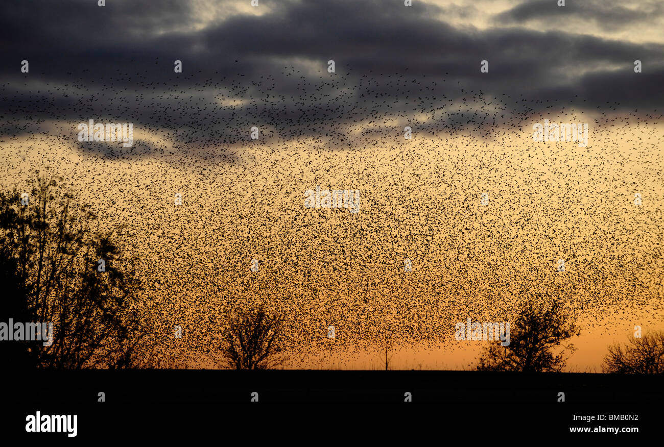 A murmuration of starlings. Thousands of the birds fly in formation ...