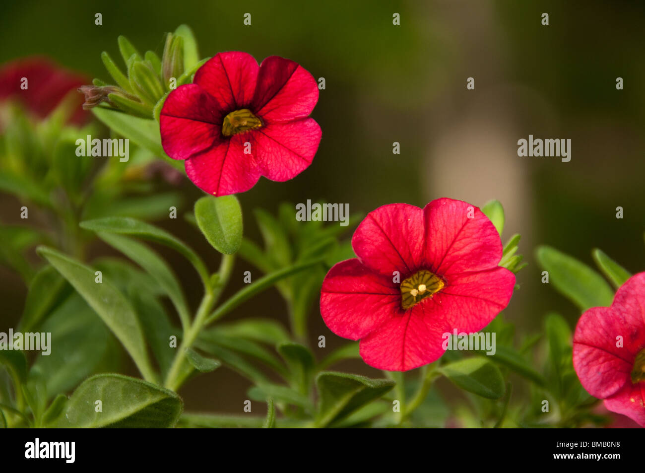 Calibrachoa hi-res stock photography and images - Alamy