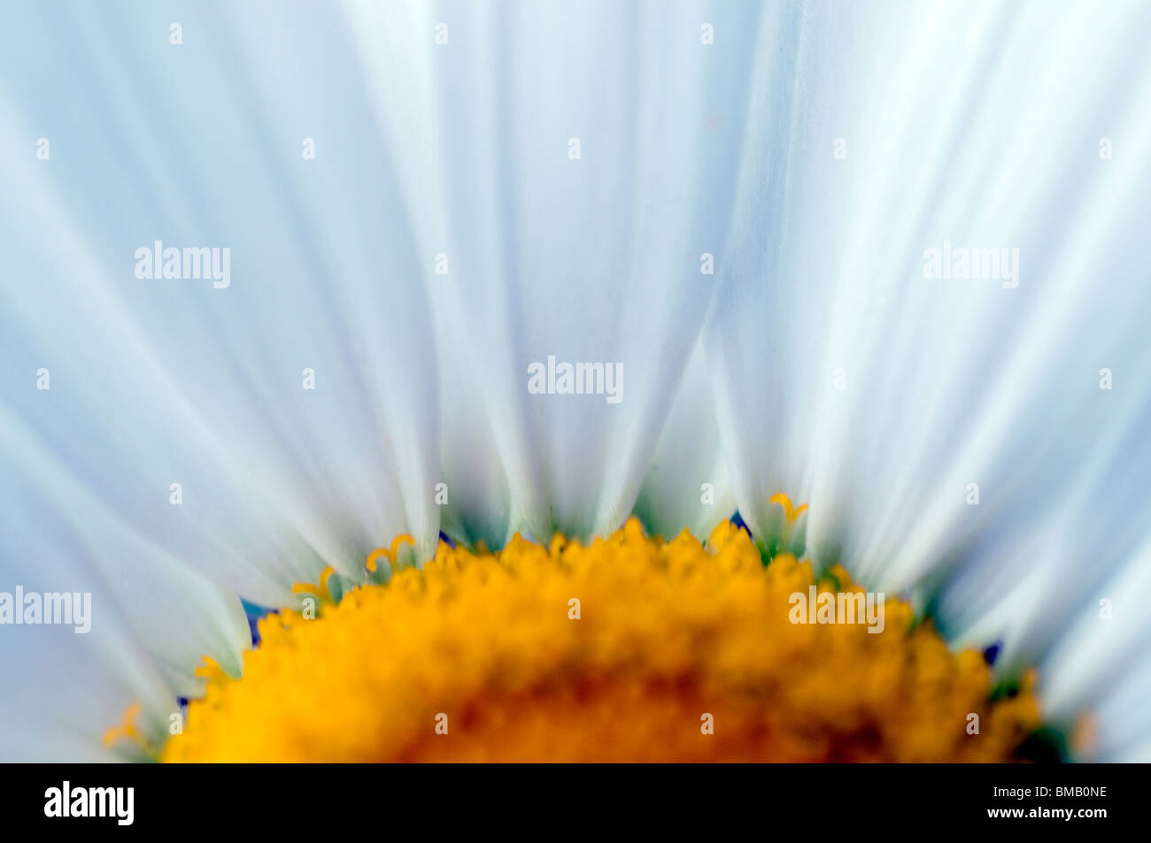 Close up of Shasta Daisy Stock Photo - Alamy