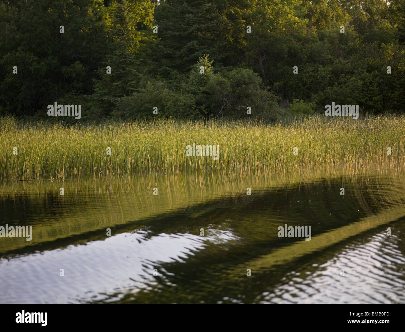 Reeds lake woods ontario canada hi-res stock photography and images - Alamy