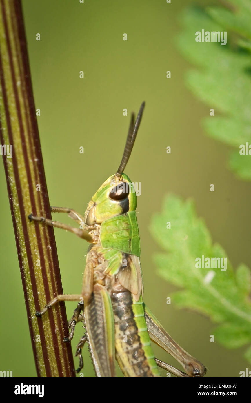 grasshopper on the grass, extreme closeup and details, macro Stock ...