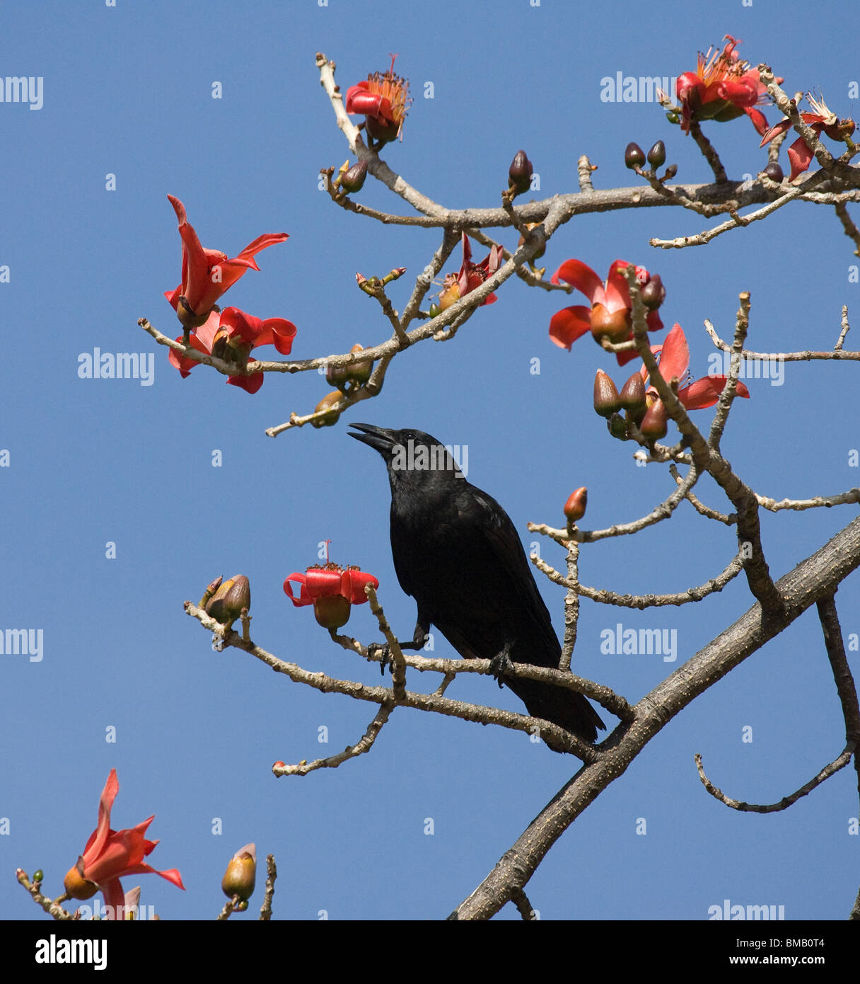 Crow flowers hi-res stock photography and images - Alamy