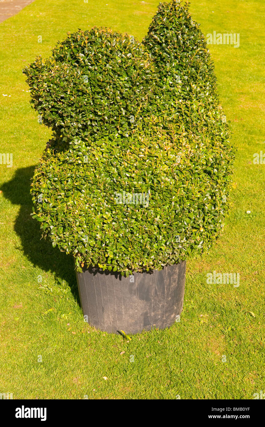 Shaped hedge hi-res stock photography and images - Alamy