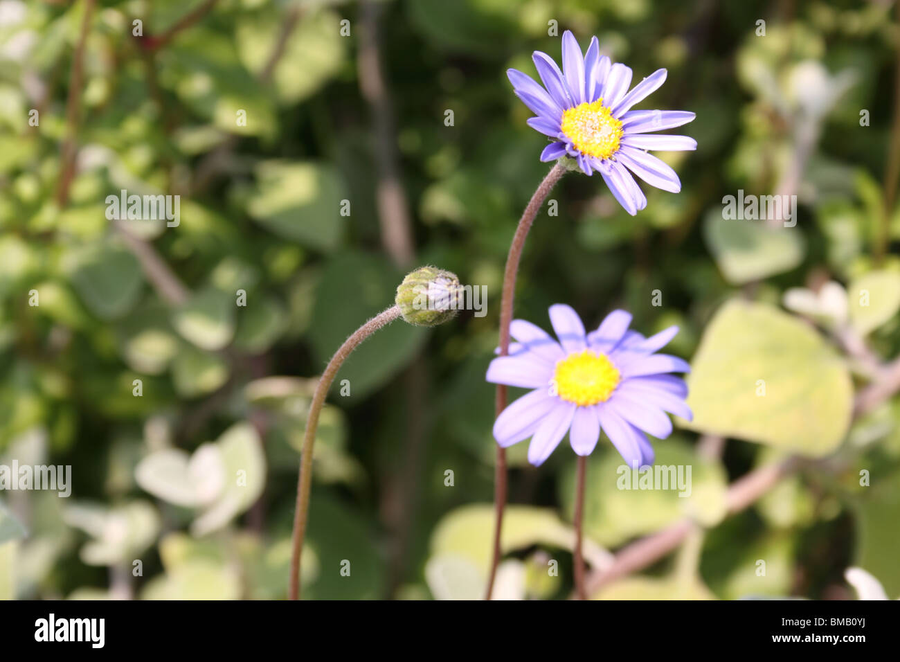 Stages of opening hi-res stock photography and images - Alamy