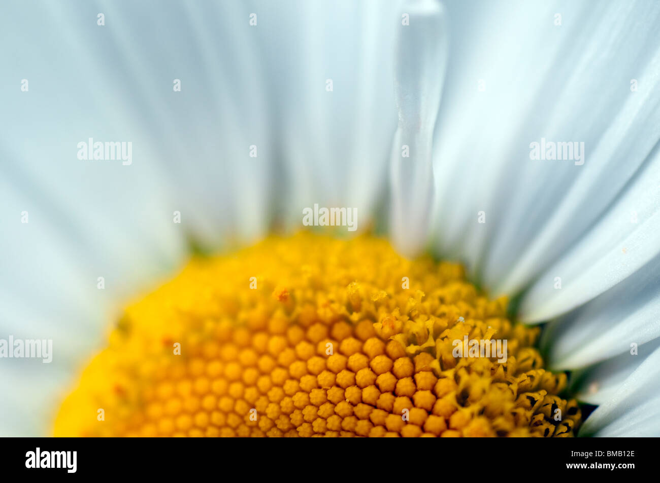 Close up of Shasta Daisy Stock Photo - Alamy