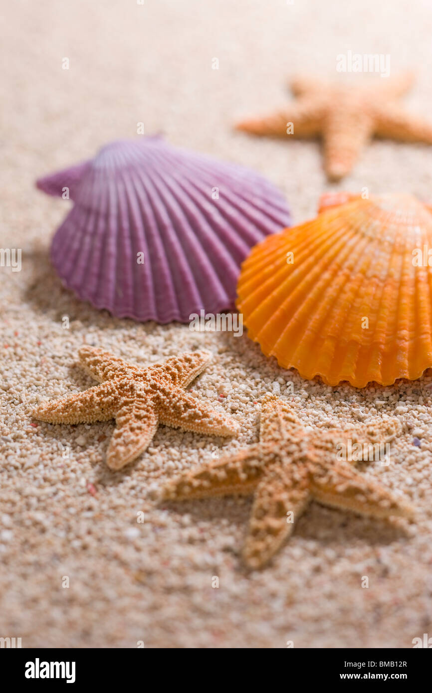 Shell vertical hi-res stock photography and images - Alamy