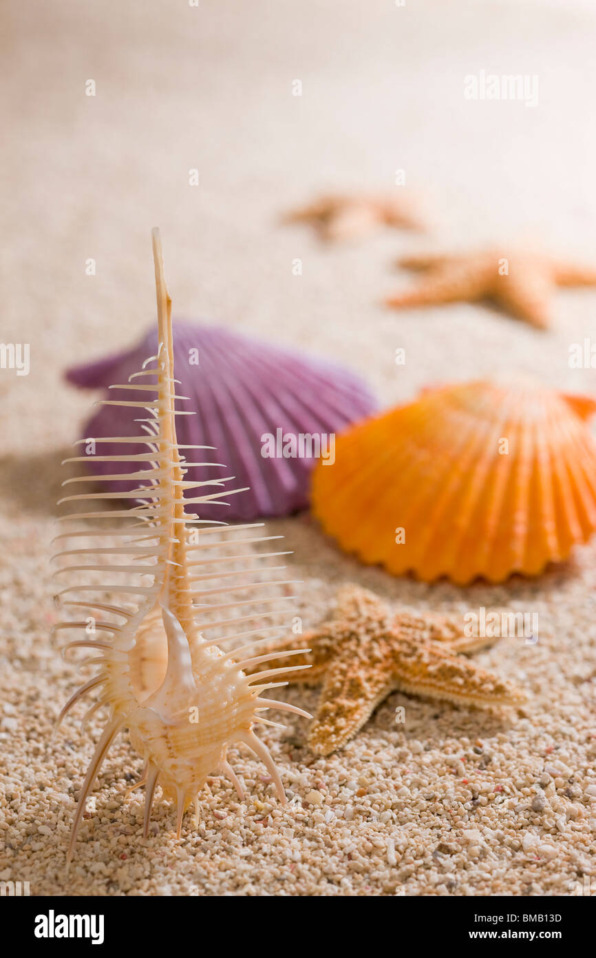Shell vertical hi-res stock photography and images - Alamy