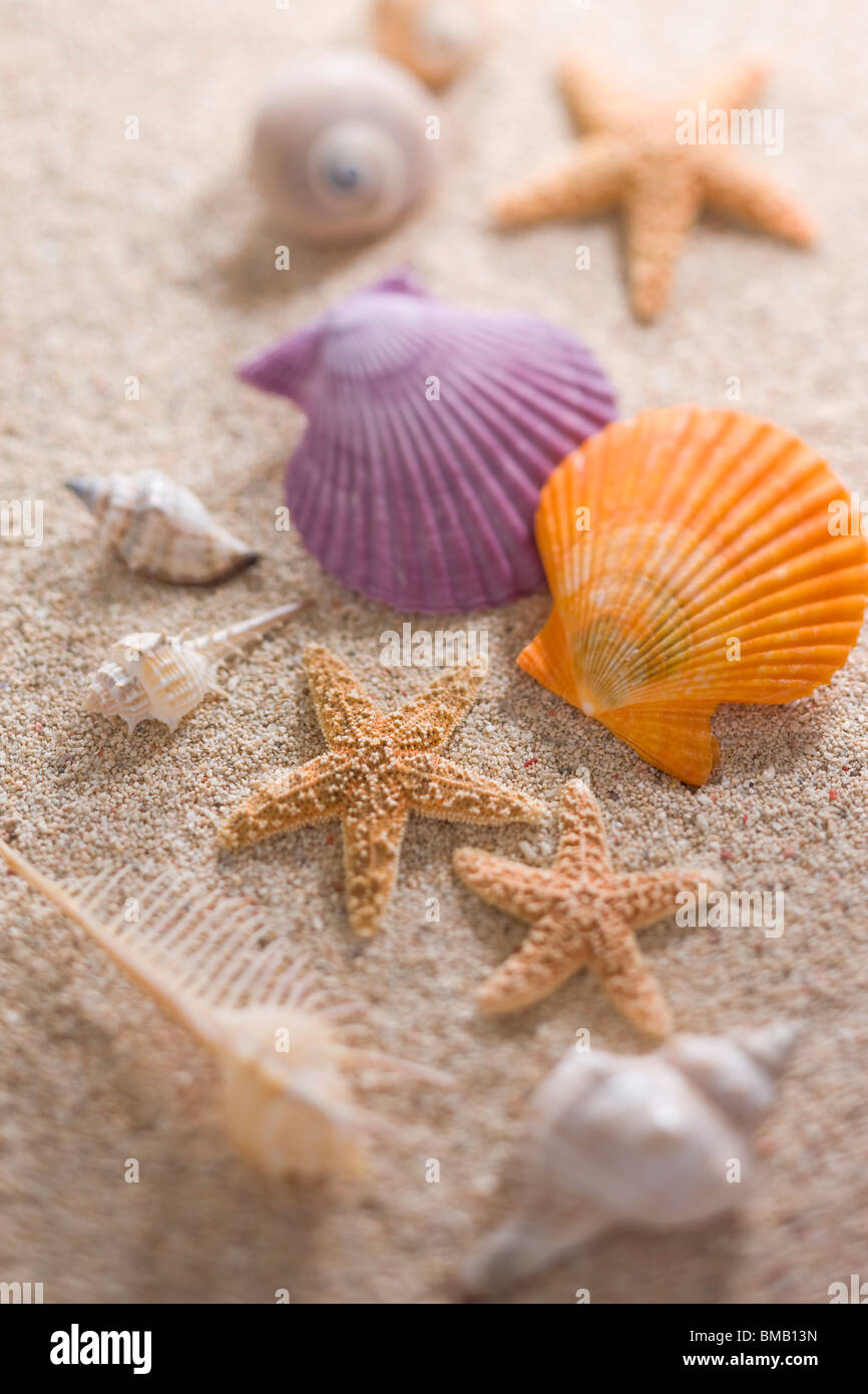 Shell vertical hi-res stock photography and images - Alamy