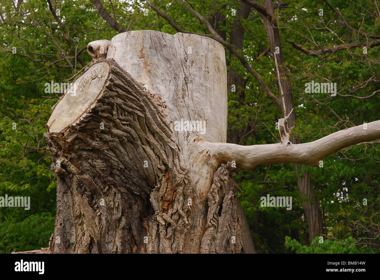 Trunk erosion hi-res stock photography and images - Alamy