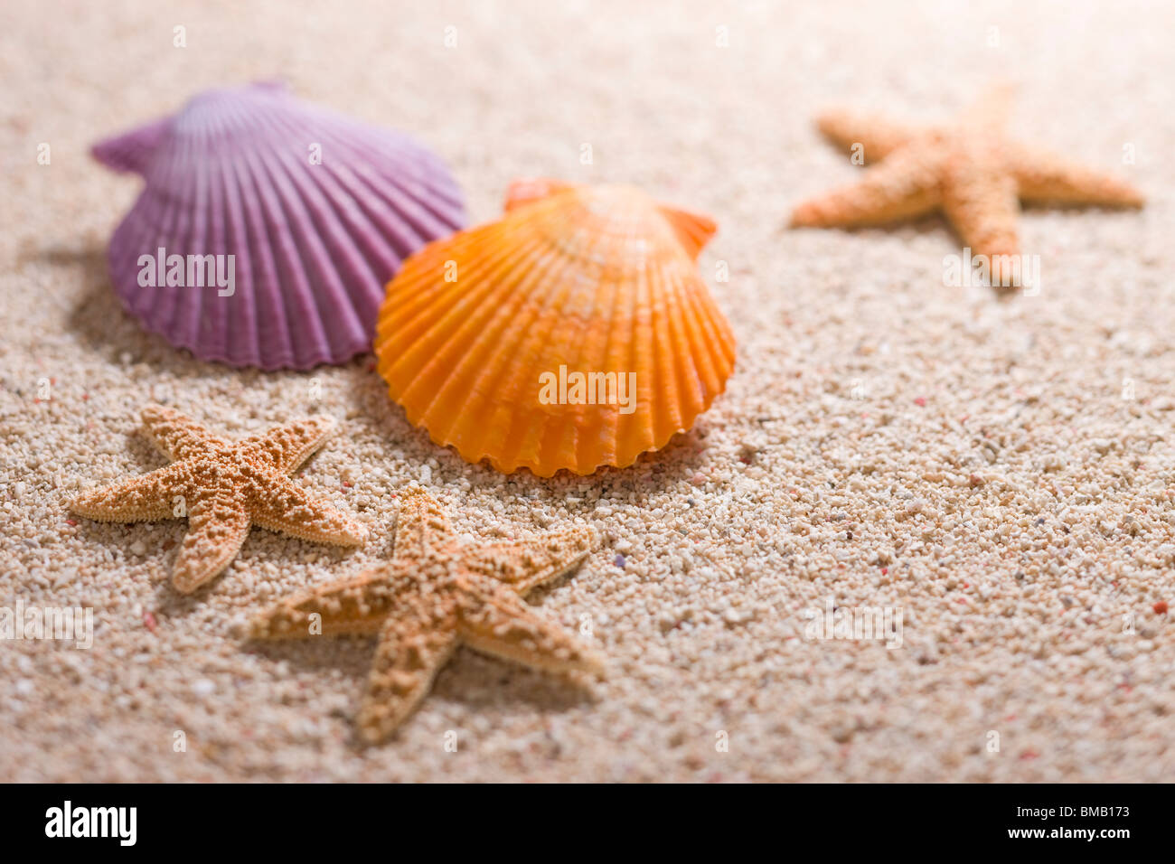 Shell shadow hi-res stock photography and images - Alamy