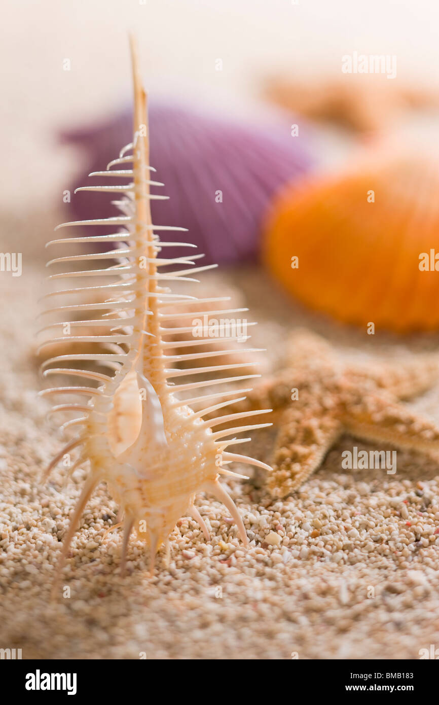 Shell vertical hi-res stock photography and images - Alamy