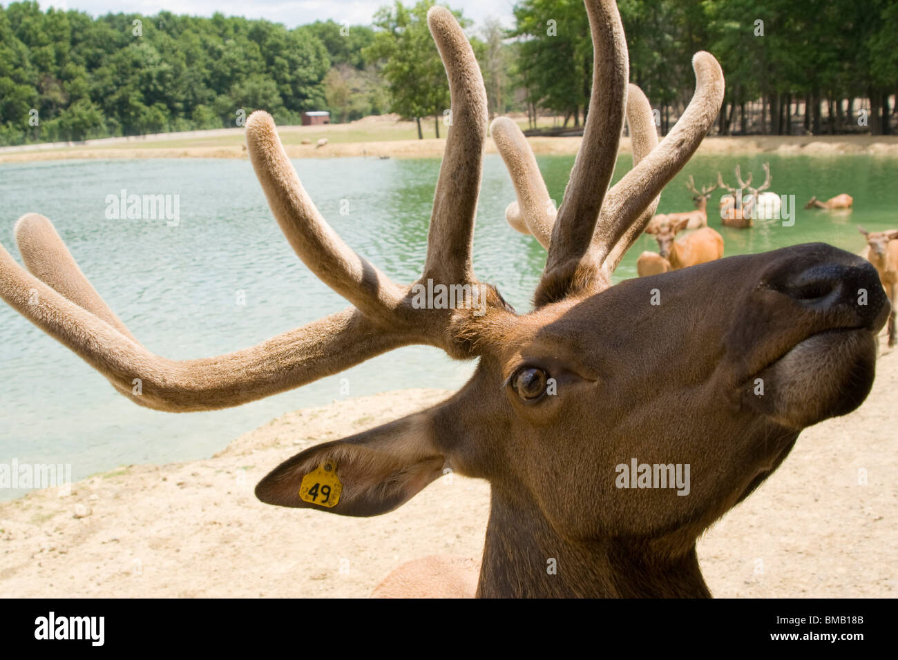 Elk at Wagon Trails Animal Park, Vienna, Ohio, USA. Antlers are in ...